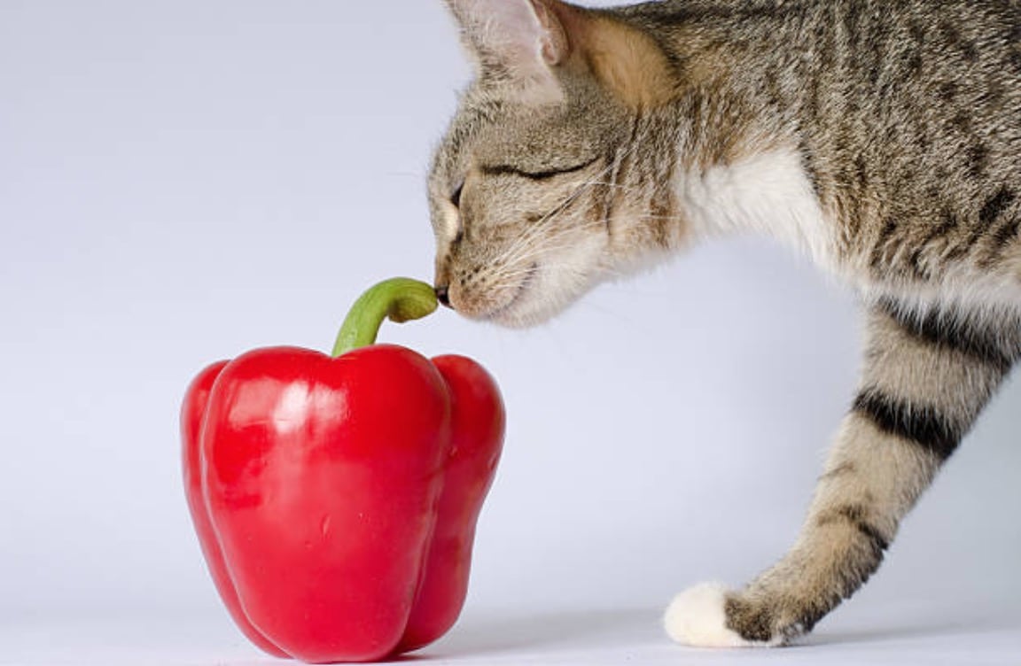 The complete list of fruits and vegetables you can give to your cat